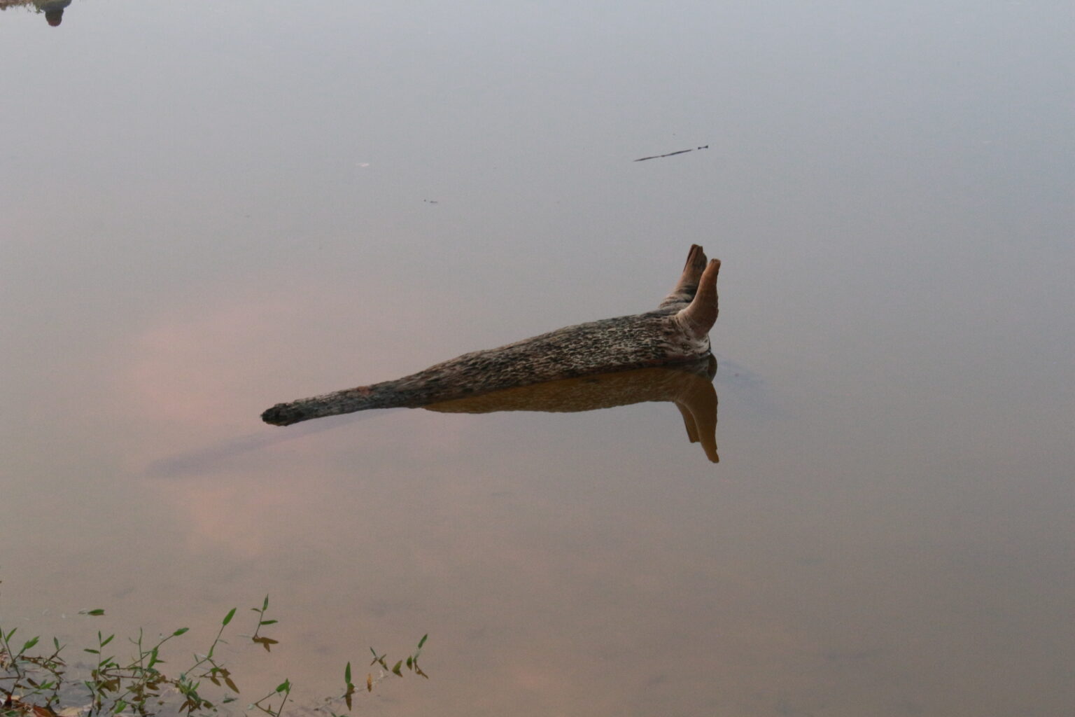 Jichi, el guardián de las aguas - AWASQA
